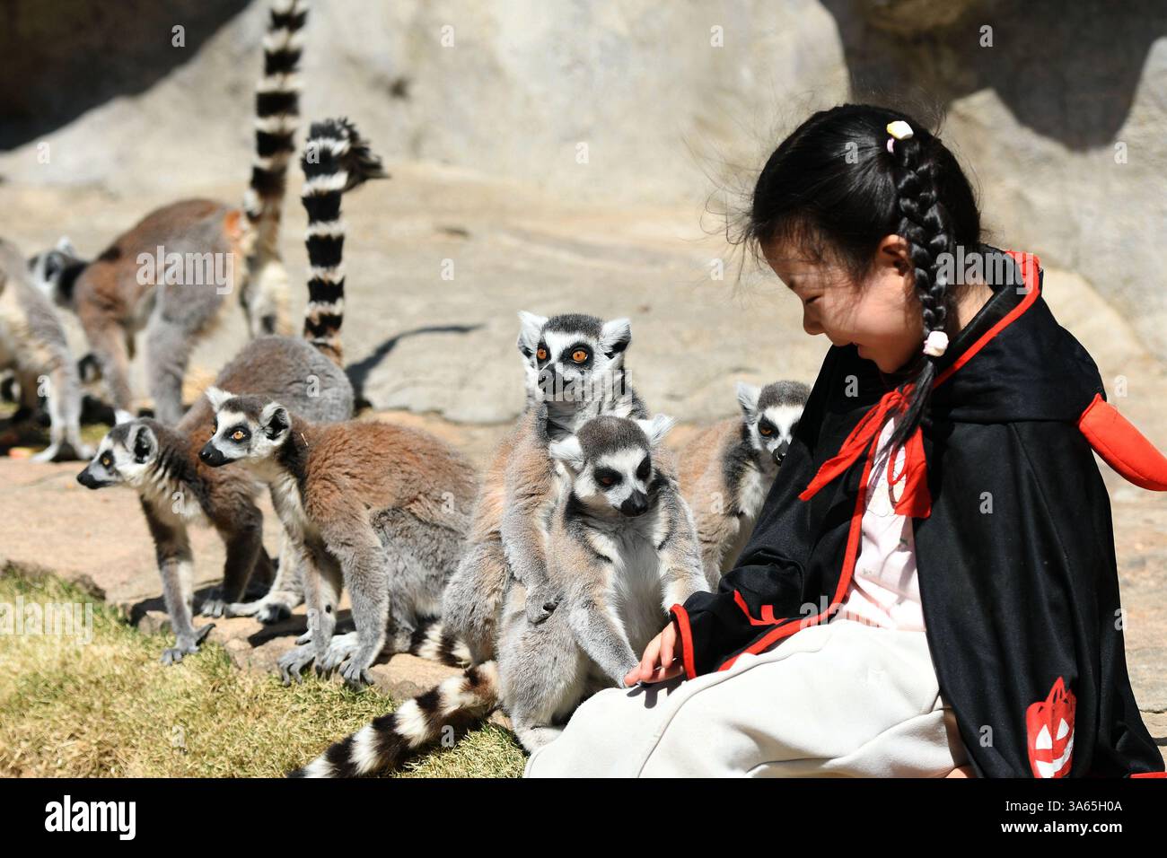 Animals enjoy spring time at Qingdao Forest Wildlife World in Qingdao ...