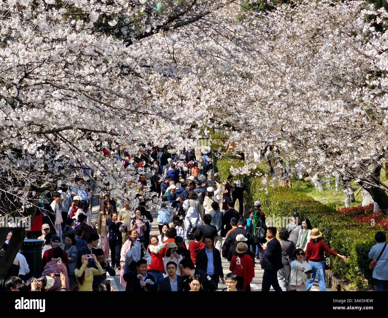 Cherry blossoms are in full bloom at Wuhan University in Wuhan City ...