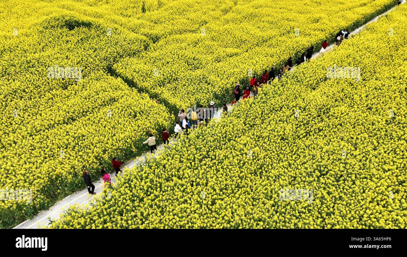 Aerial photo shows blooming cole flowers in Chongqing, China, 21 March ...