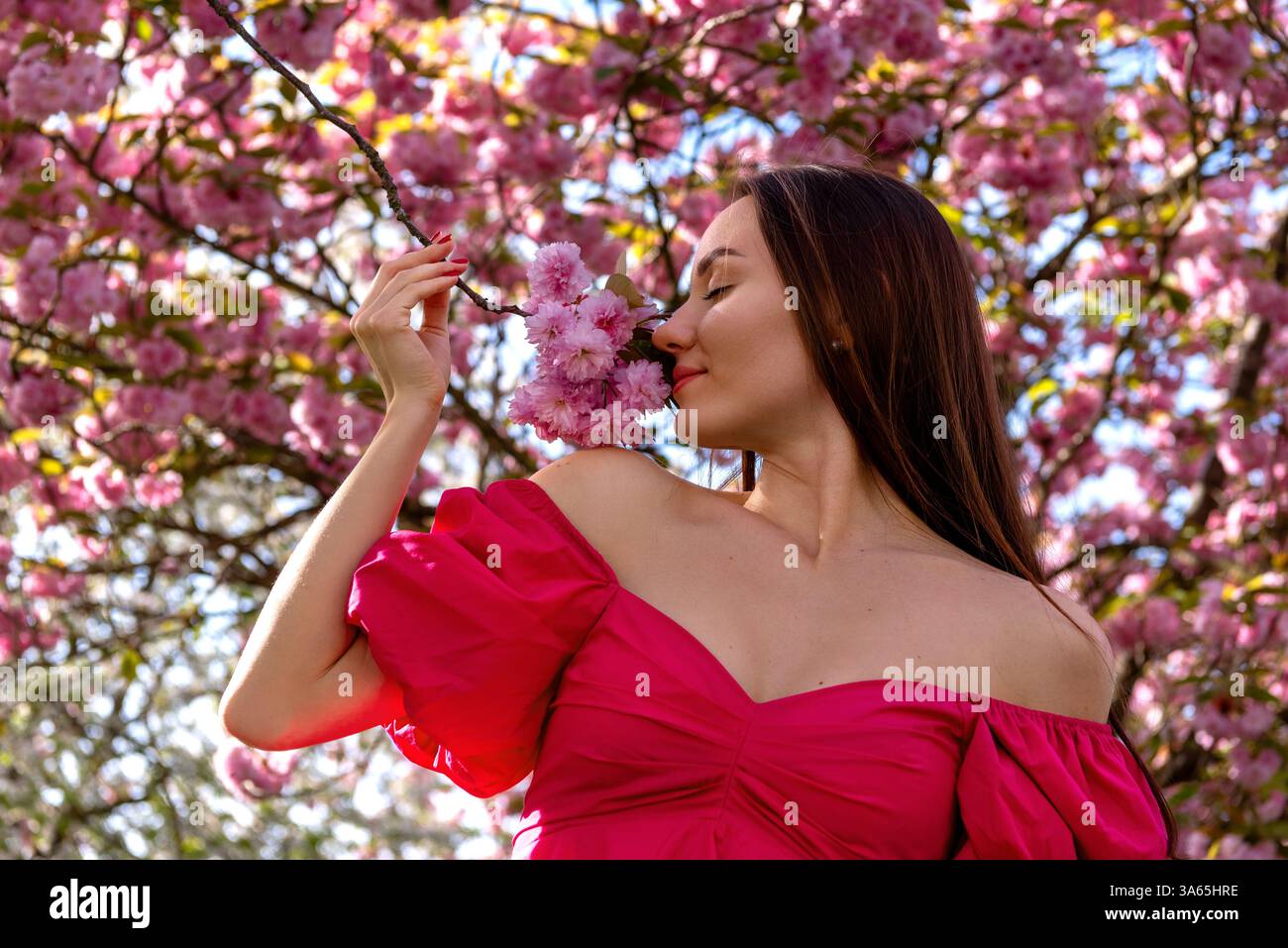 Beautiful woman smelling the pink flowers of a cherry tree. Low angle ...