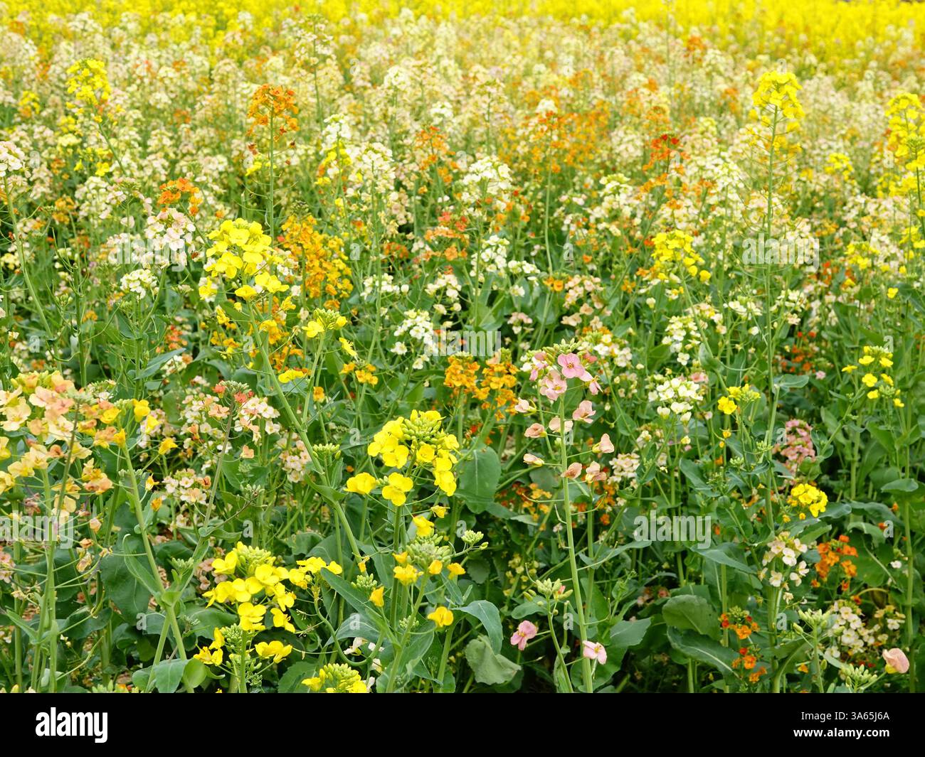 Colorful cole flowers bloom in Yichang City, central China's Hubei ...