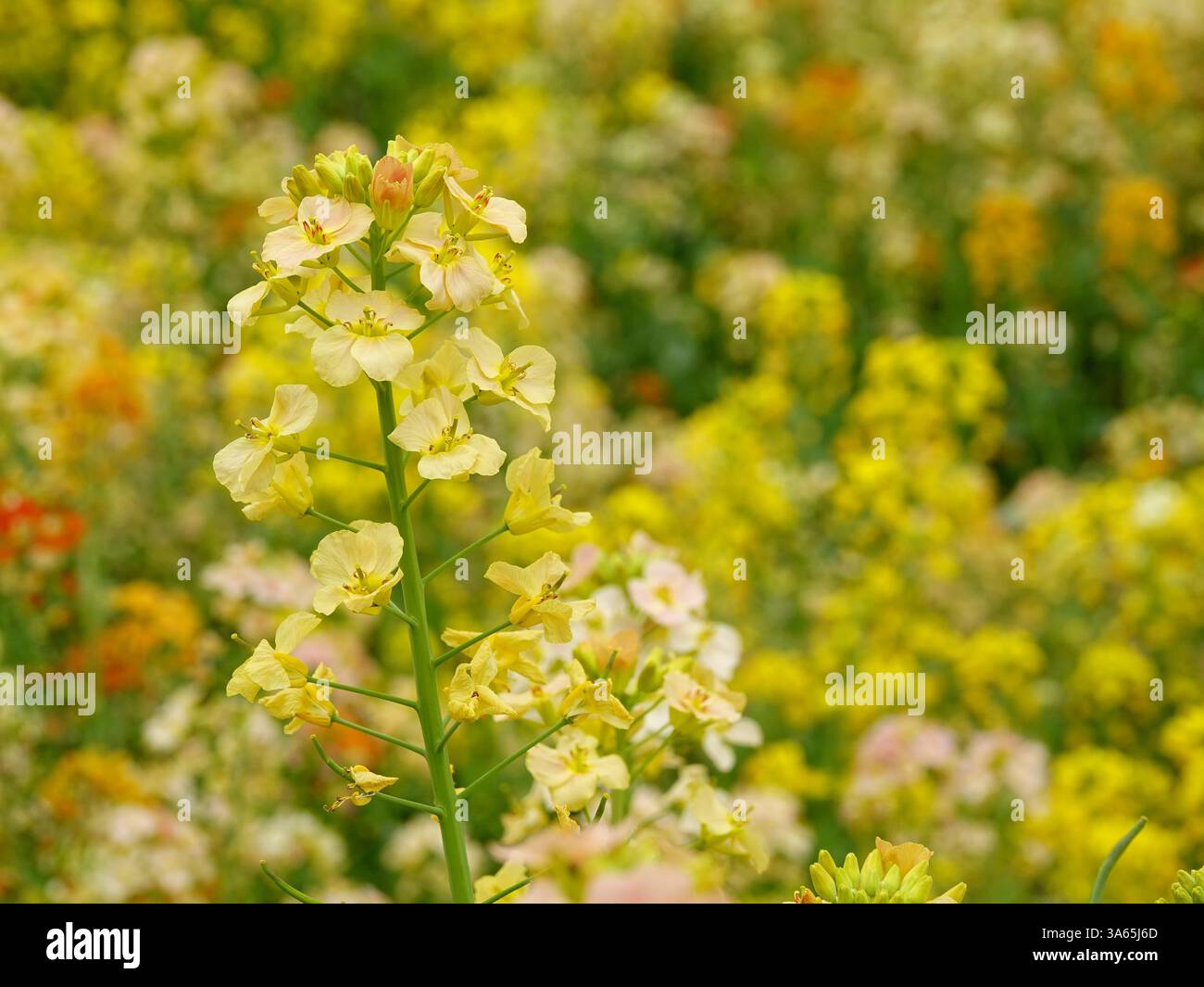 Colorful cole flowers bloom in Yichang City, central China's Hubei ...