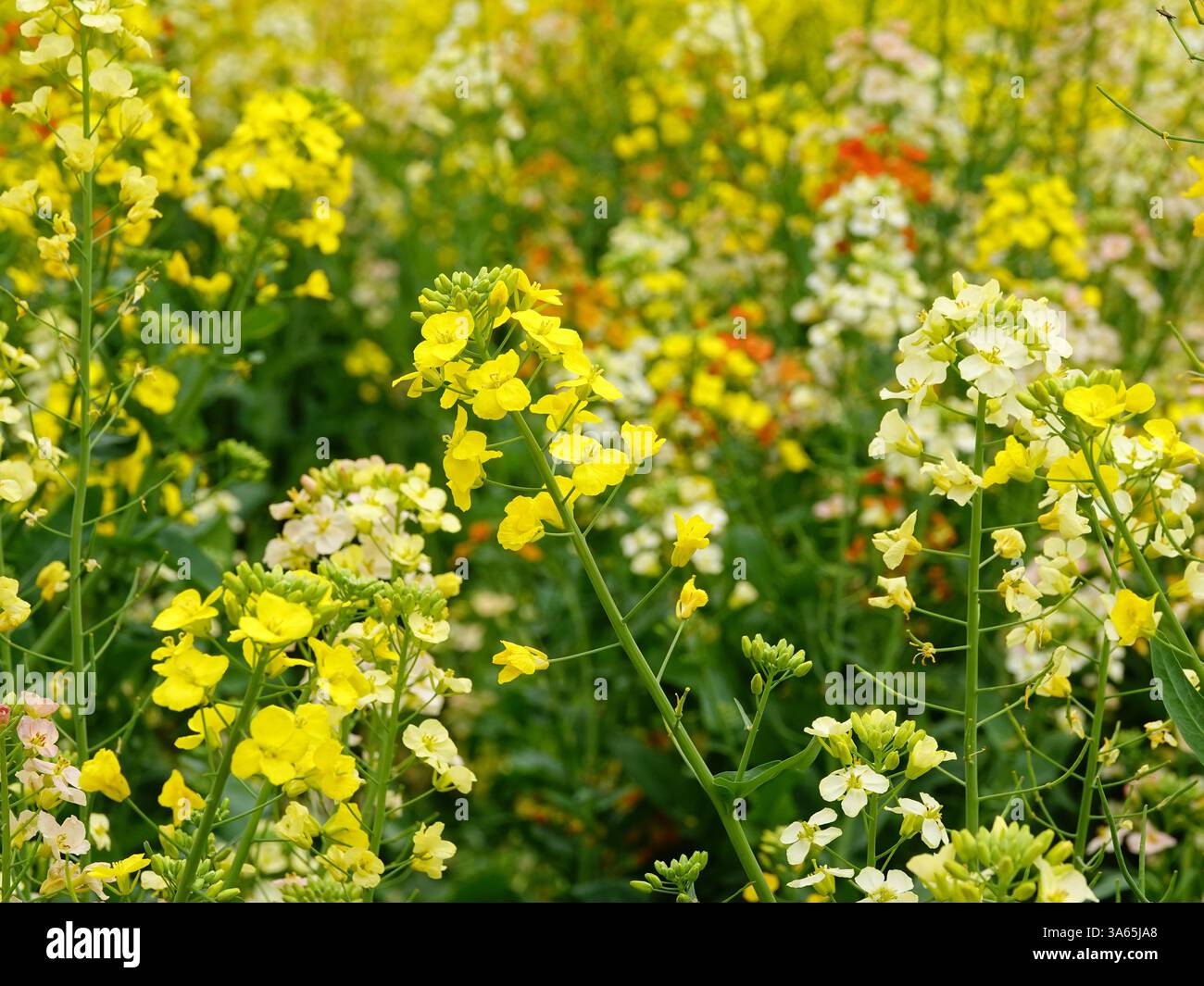 Colorful cole flowers bloom in Yichang City, central China's Hubei ...