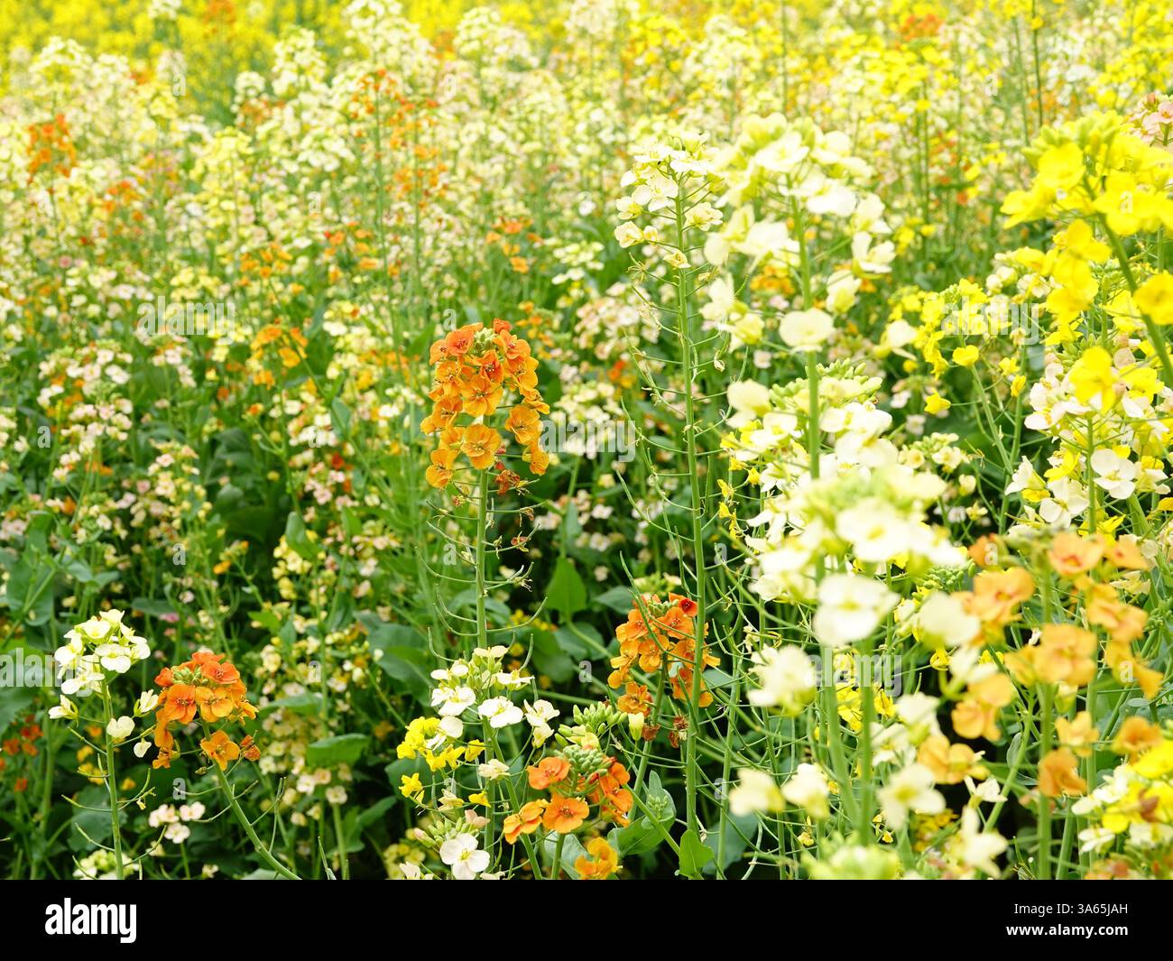 Colorful cole flowers bloom in Yichang City, central China's Hubei ...