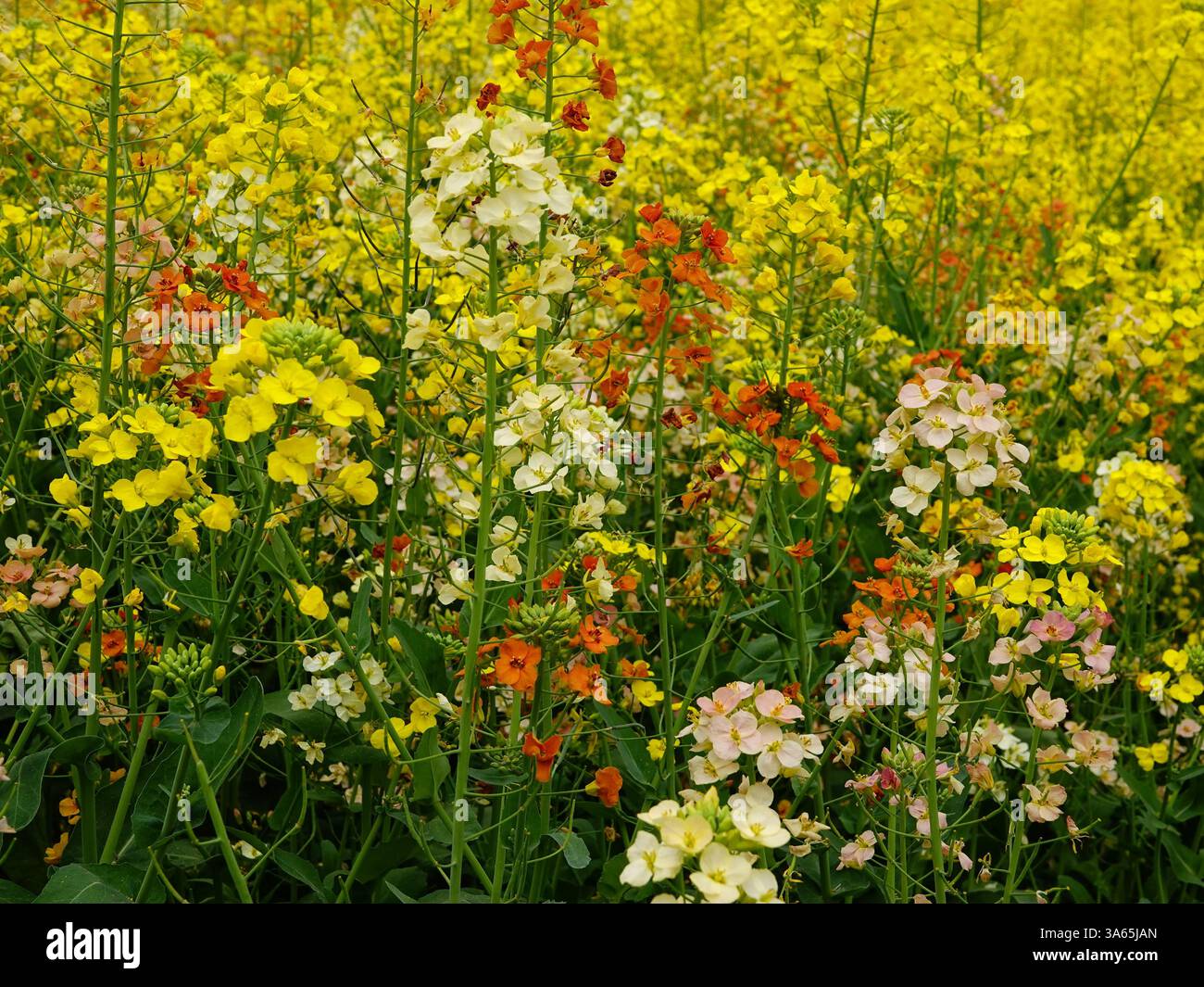 Colorful cole flowers bloom in Yichang City, central China's Hubei ...