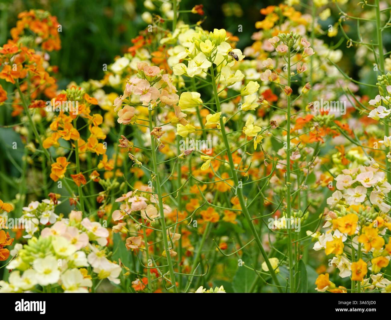 Colorful cole flowers bloom in Yichang City, central China's Hubei ...