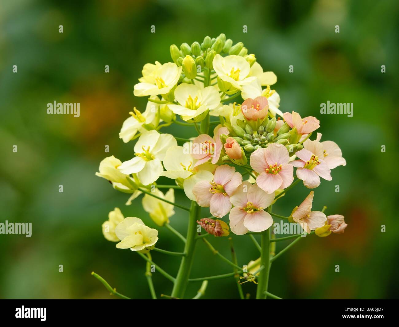 Colorful cole flowers bloom in Yichang City, central China's Hubei ...