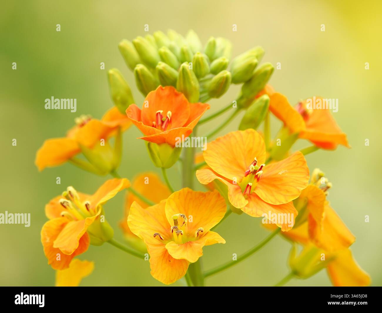 Colorful cole flowers bloom in Yichang City, central China's Hubei ...