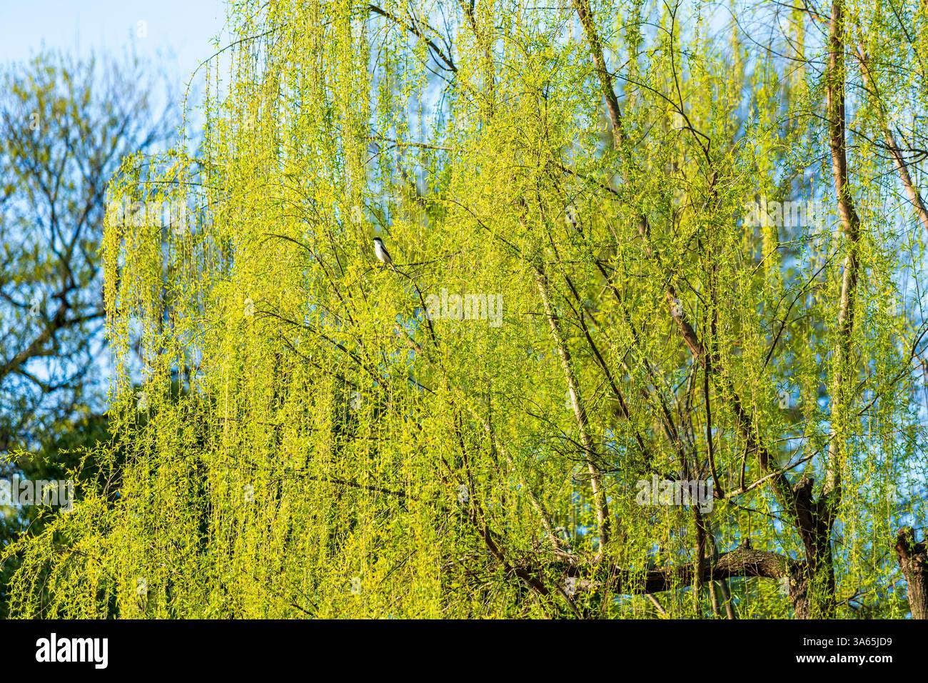 Willow branches by the West Lake in Hangzhou City, east China's ...