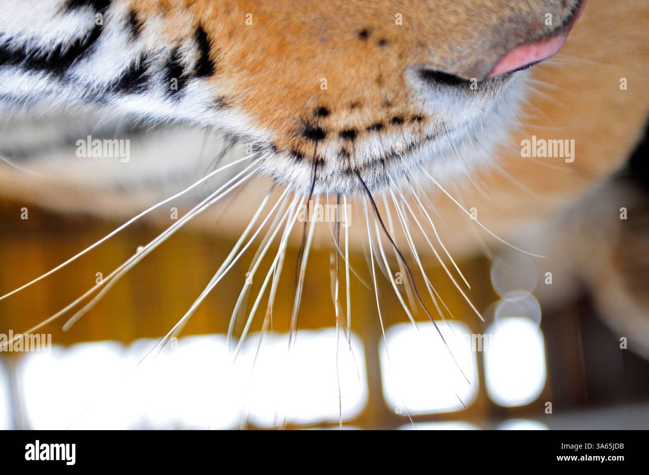 The tiger's beard close-up pictures Stock Photo - Alamy