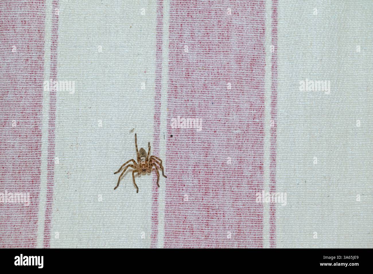 The little spider on the fabric Stock Photo - Alamy