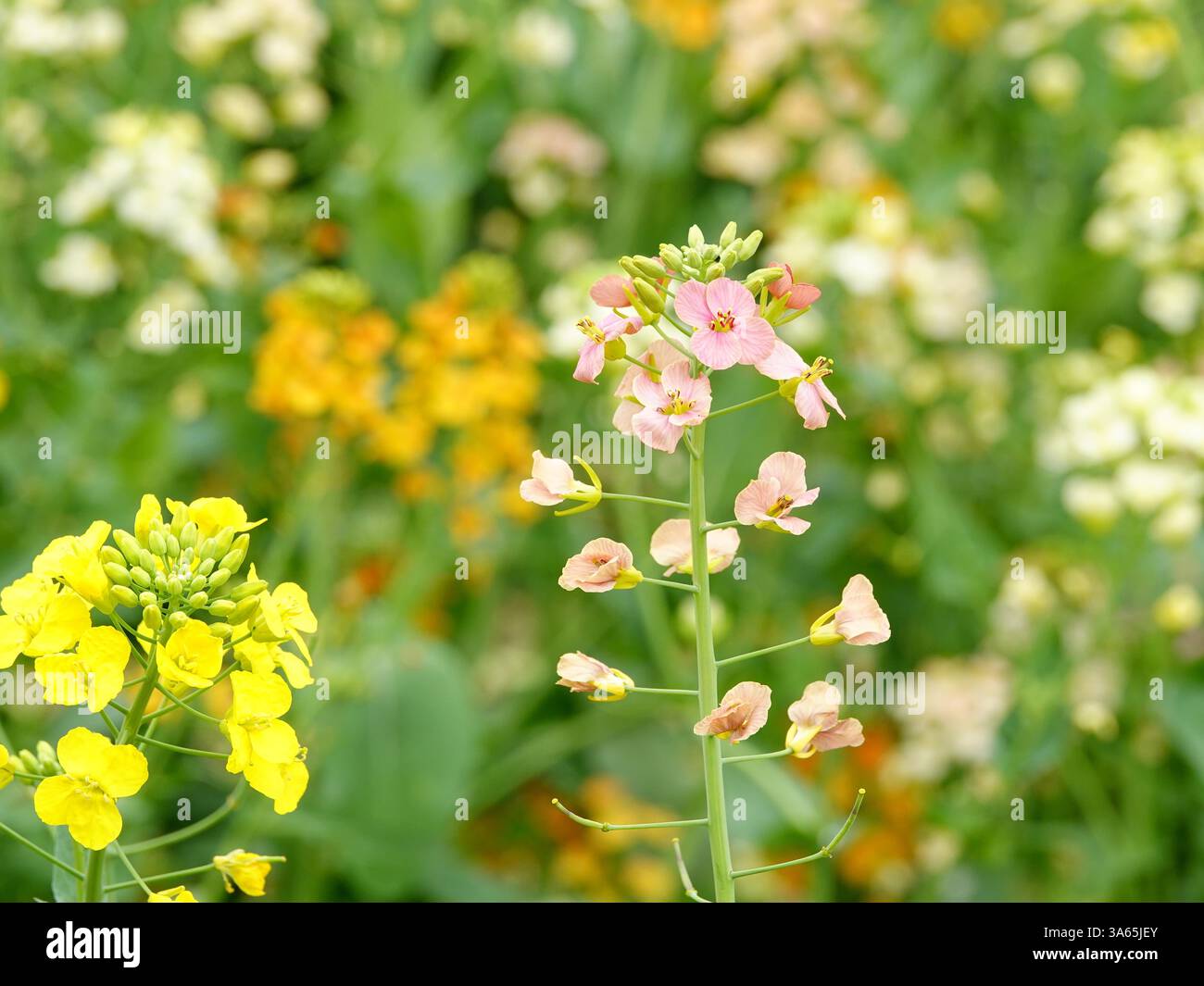 Colorful cole flowers bloom in Yichang City, central China's Hubei ...