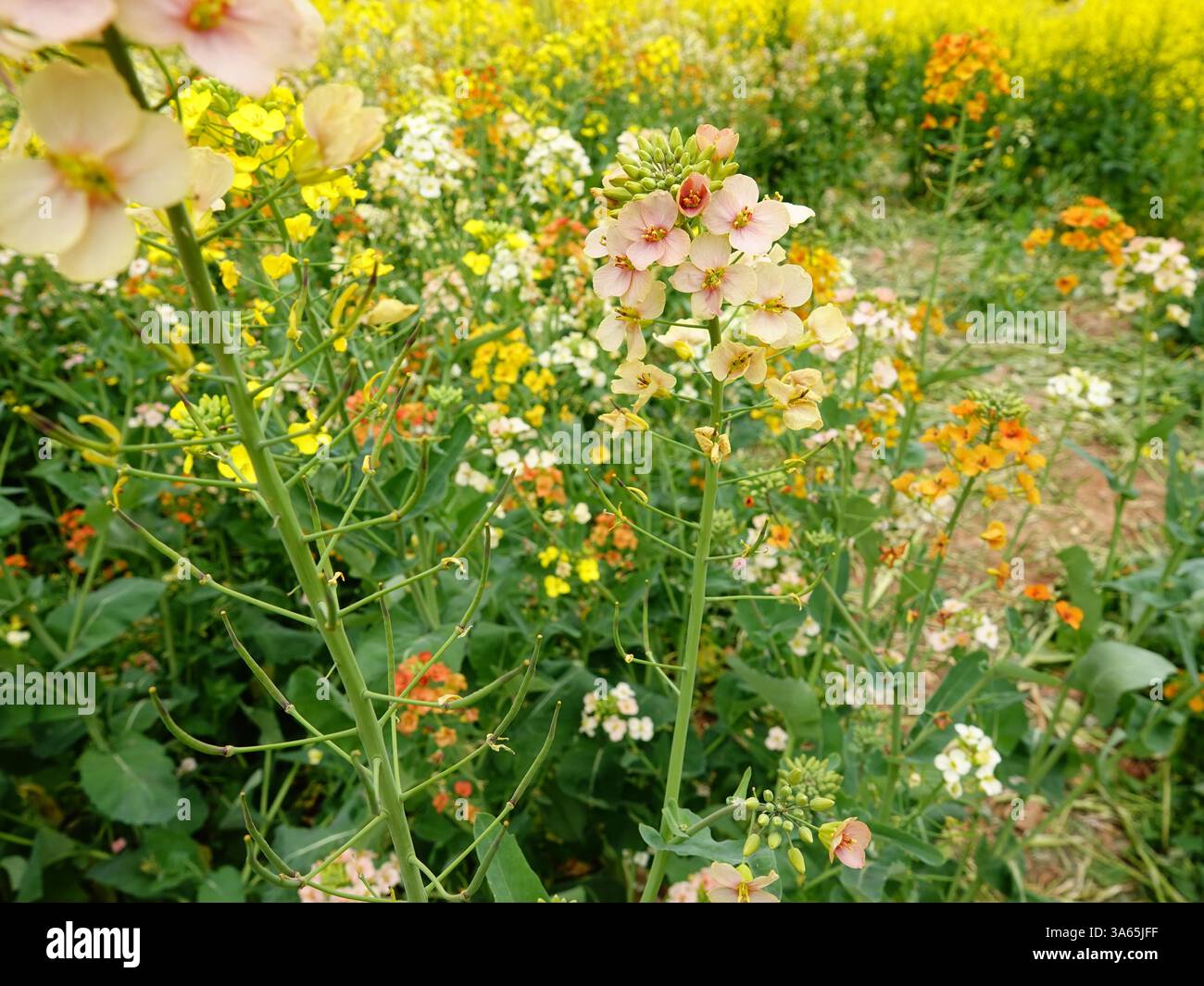 Colorful cole flowers bloom in Yichang City, central China's Hubei ...