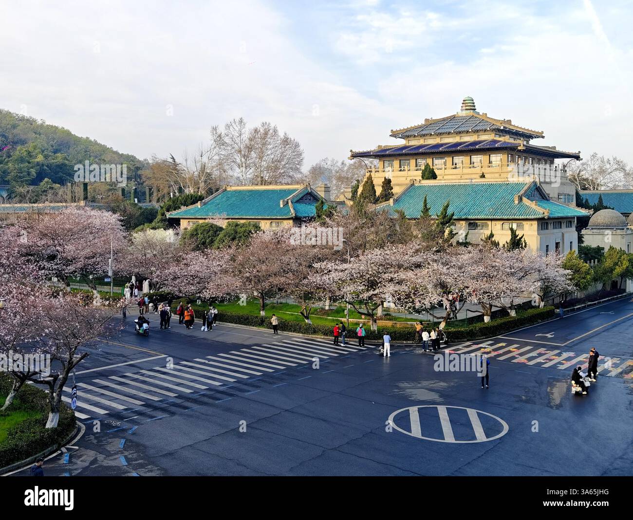 Cherry blossoms are in full bloom at Wuhan University in Wuhan City ...