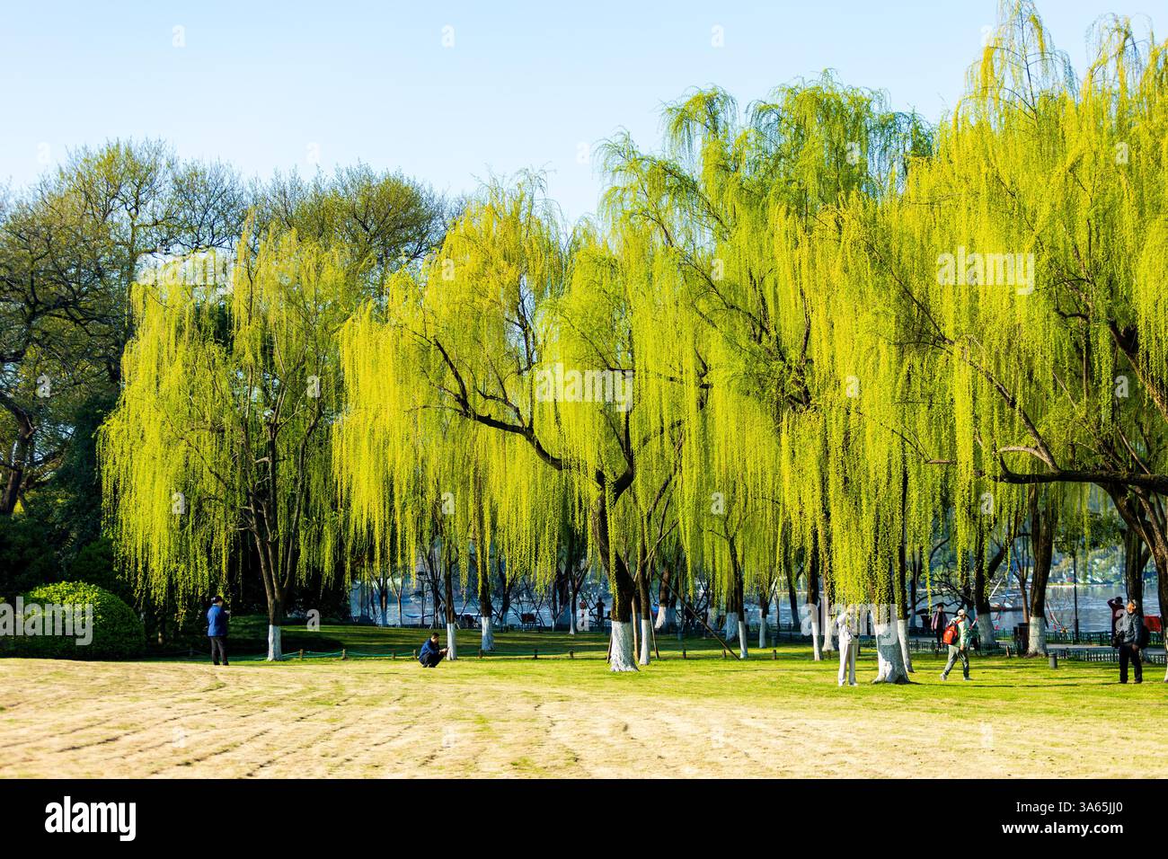 Willow branches by the West Lake in Hangzhou City, east China's ...