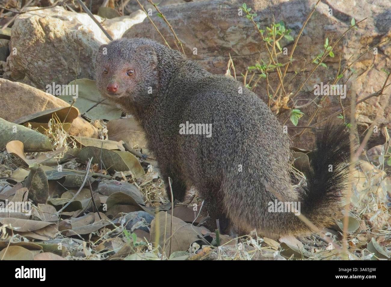 Common Slender Mongoose (Herpestes sanguineus), also known as the Black ...
