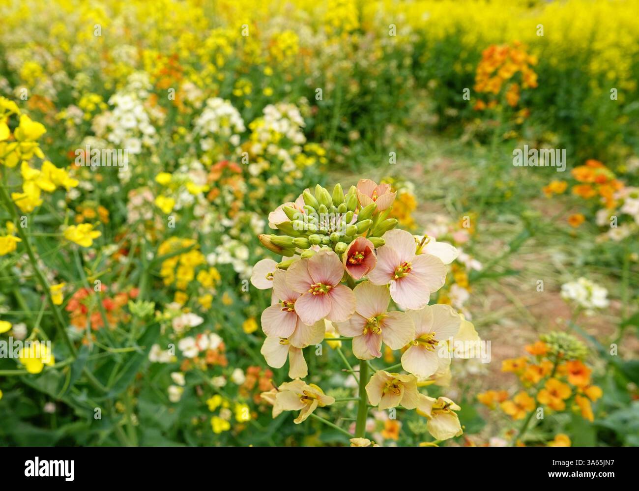 Colorful cole flowers bloom in Yichang City, central China's Hubei ...