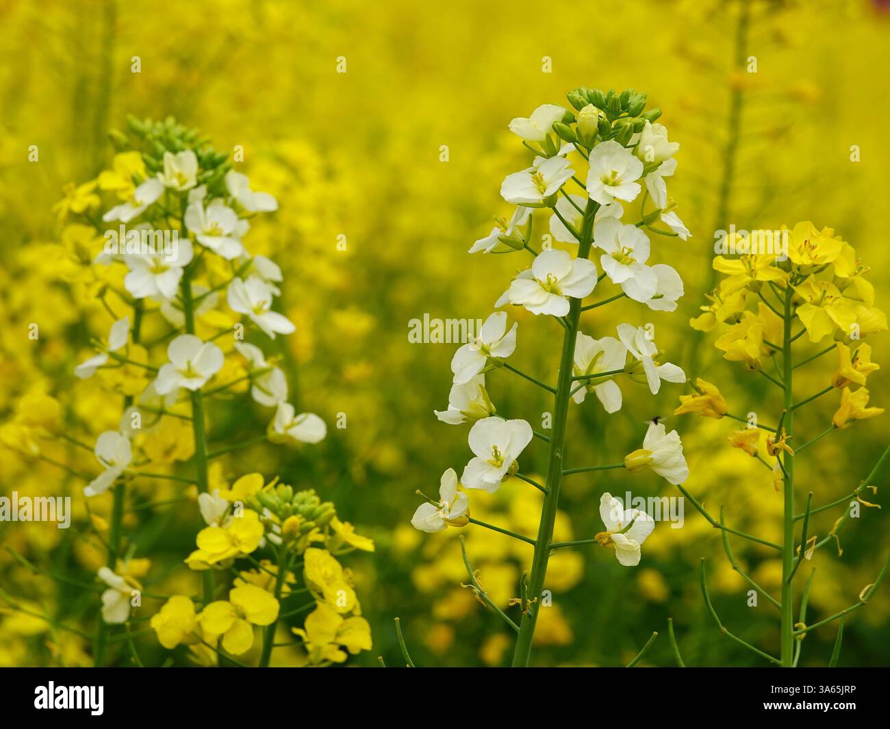 Colorful cole flowers bloom in Yichang City, central China's Hubei ...