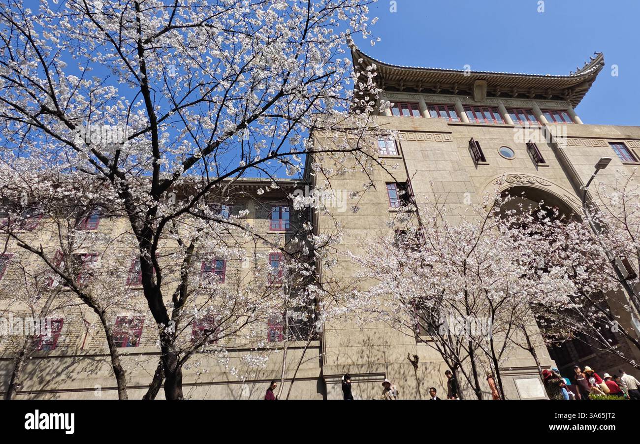 Cherry blossoms are in full bloom at Wuhan University in Wuhan City ...