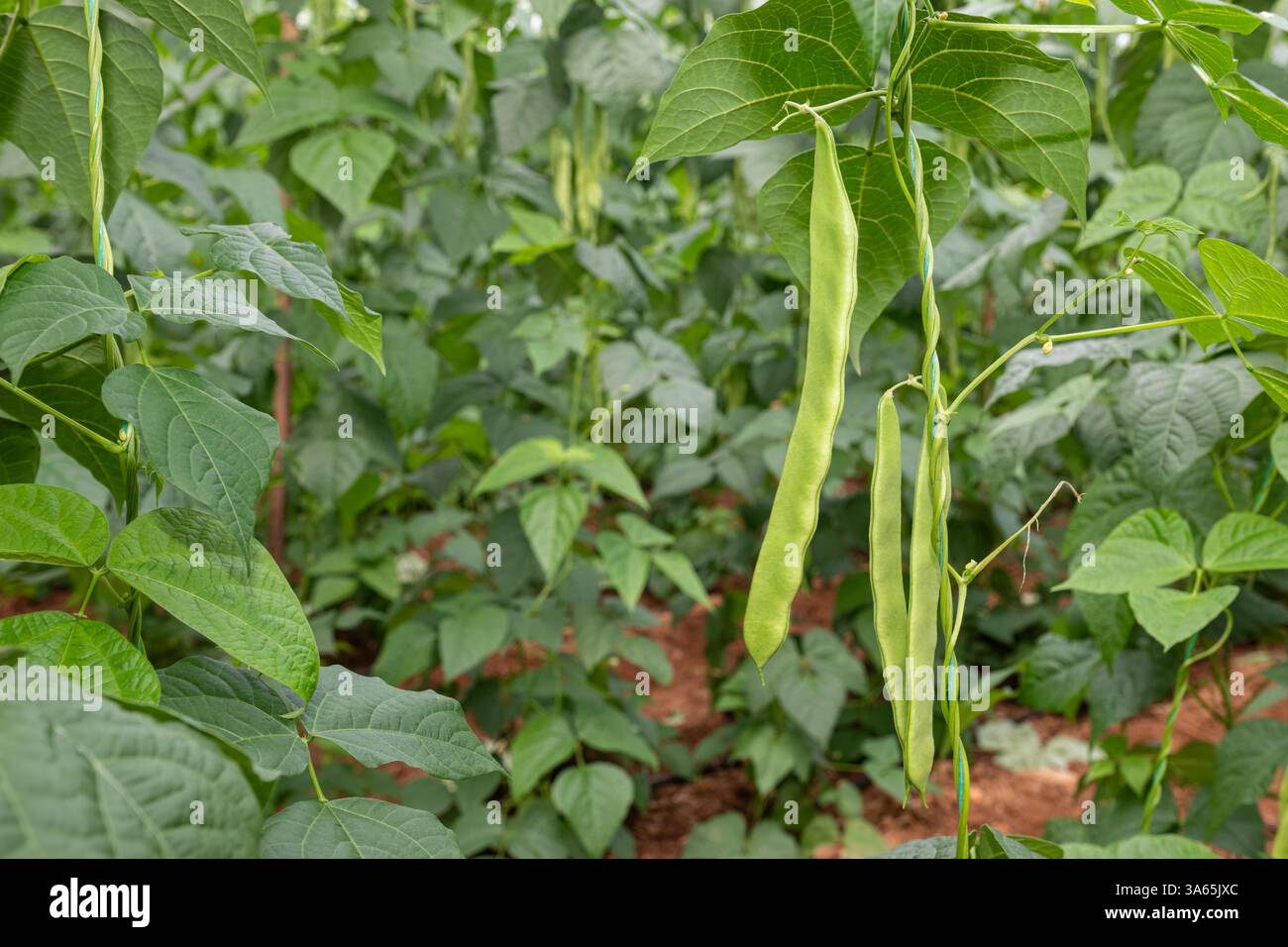 Green colored fresh and organic beans on a bean plant in the field ...