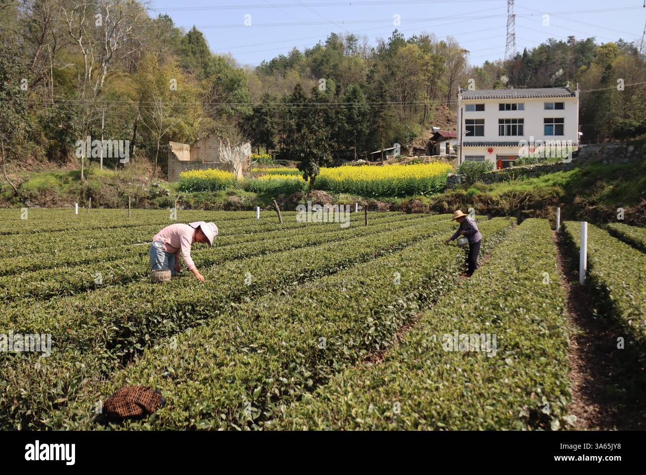Workers pick tea leaves at a tea garden in Yichang City, central China ...