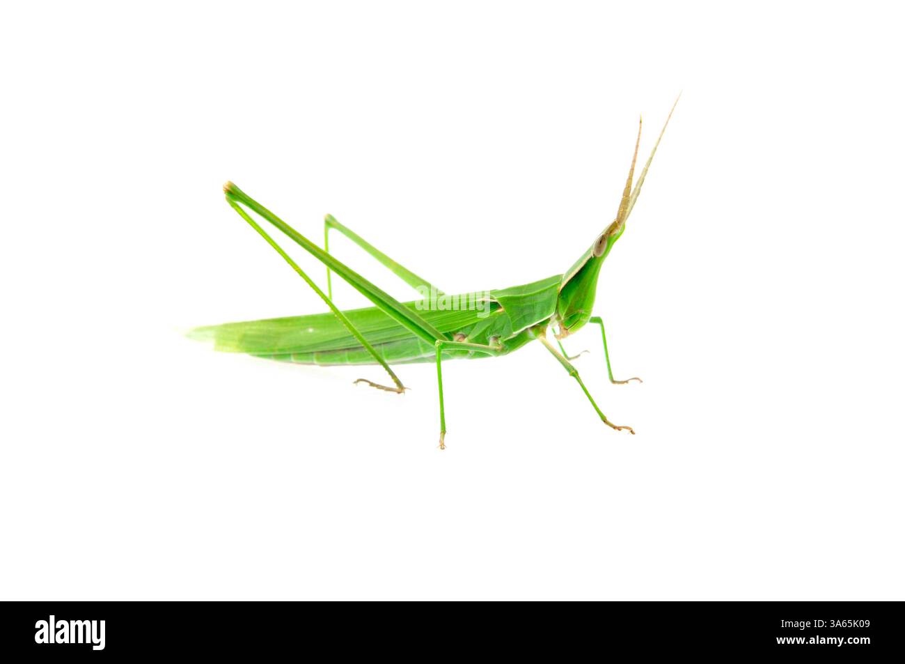 Swarms of locusts on a white background Stock Photo - Alamy