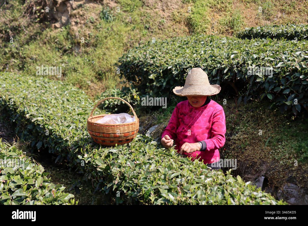 Workers pick tea leaves at a tea garden in Yichang City, central China ...