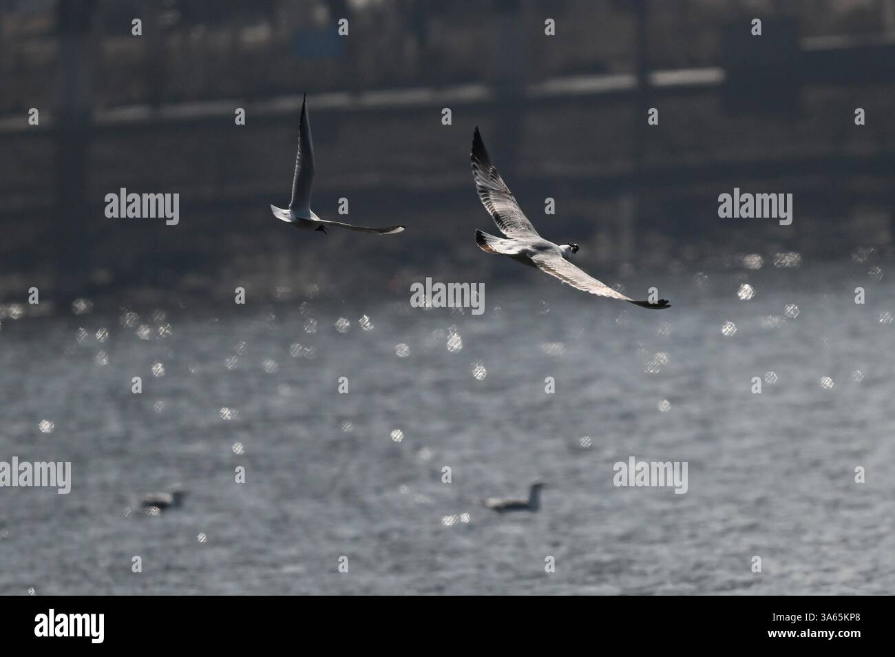 Gulls fly over the Hun River in Shenyang City, northeast China's ...
