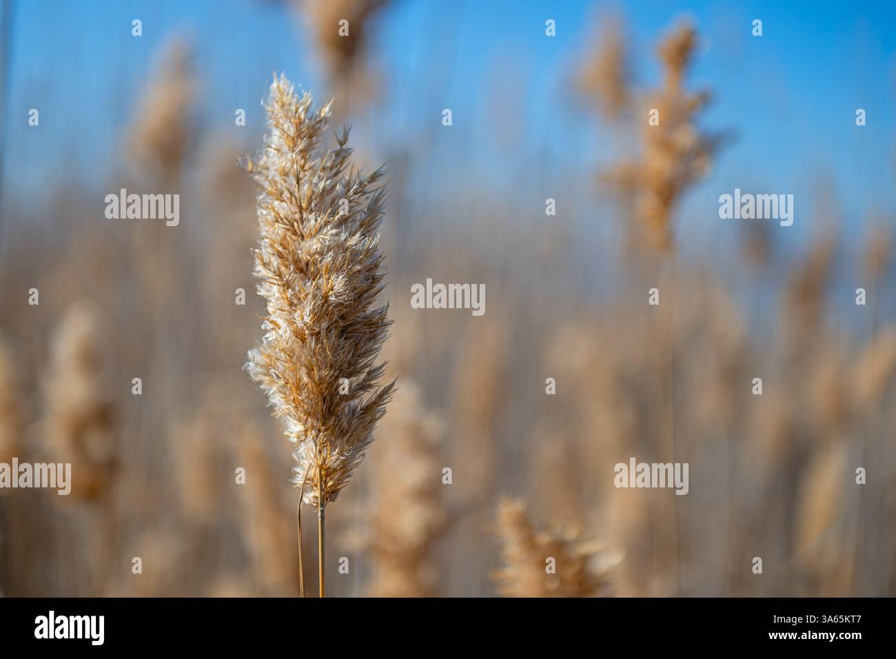 Yellowing reed plant by the lake, blurred background with copy space ...