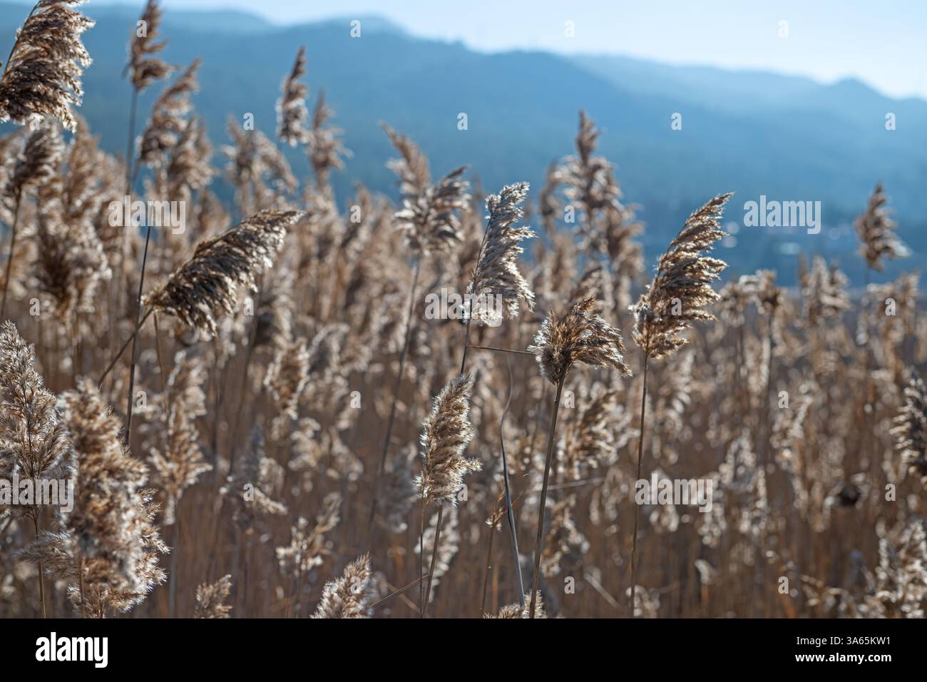 Lake swamp aquatic vegetation plants hi-res stock photography and ...