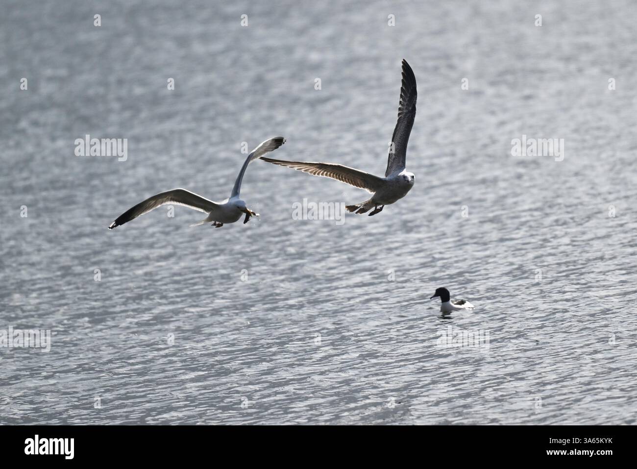 Gulls fly over the Hun River in Shenyang City, northeast China's ...