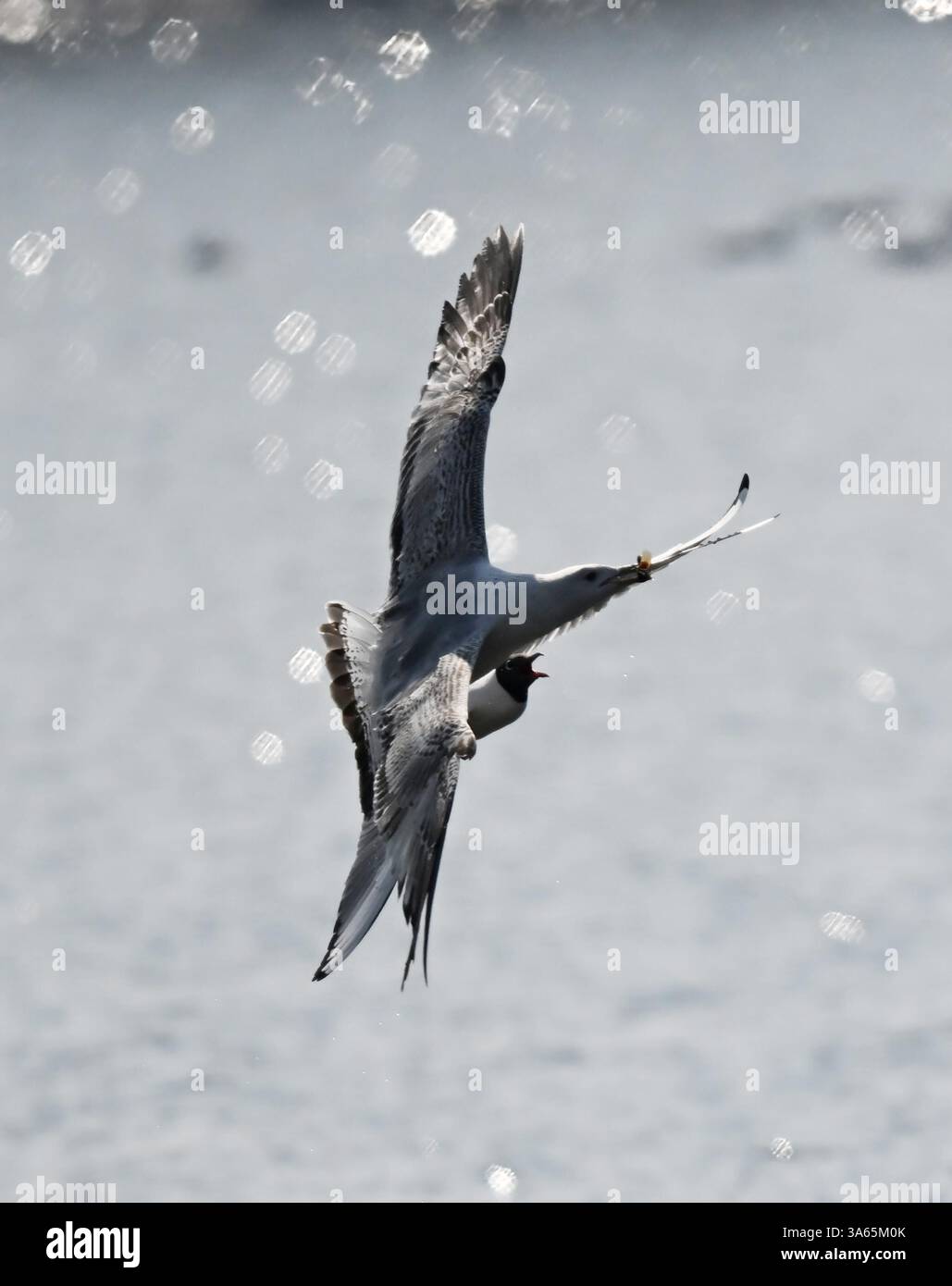 Gulls fly over the Hun River in Shenyang City, northeast China's ...