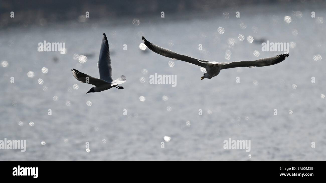 Gulls fly over the Hun River in Shenyang City, northeast China's ...