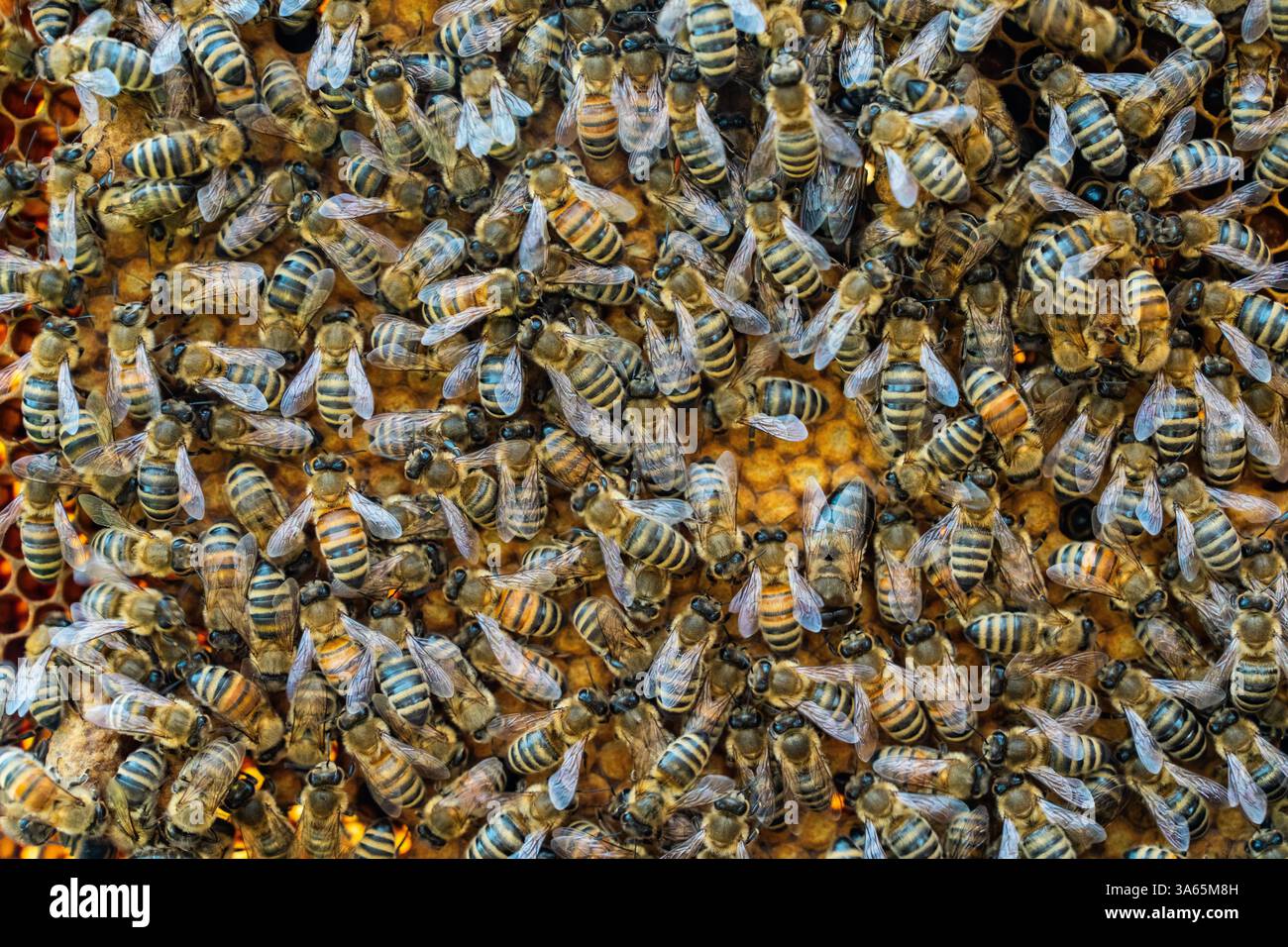 Detailed shot many bees busy at work. You can see texture of their ...