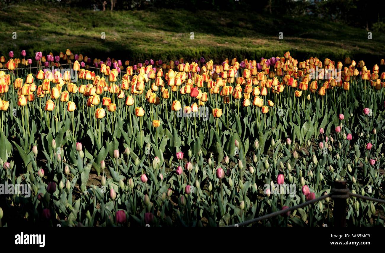 Tulip flowers bloom in Nantong City, east China's Jiangsu Province, 22 ...
