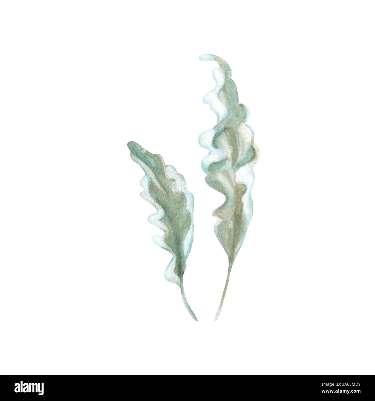 Seaweed watercolor illustrations in blue and green colors. Hand drawn ...