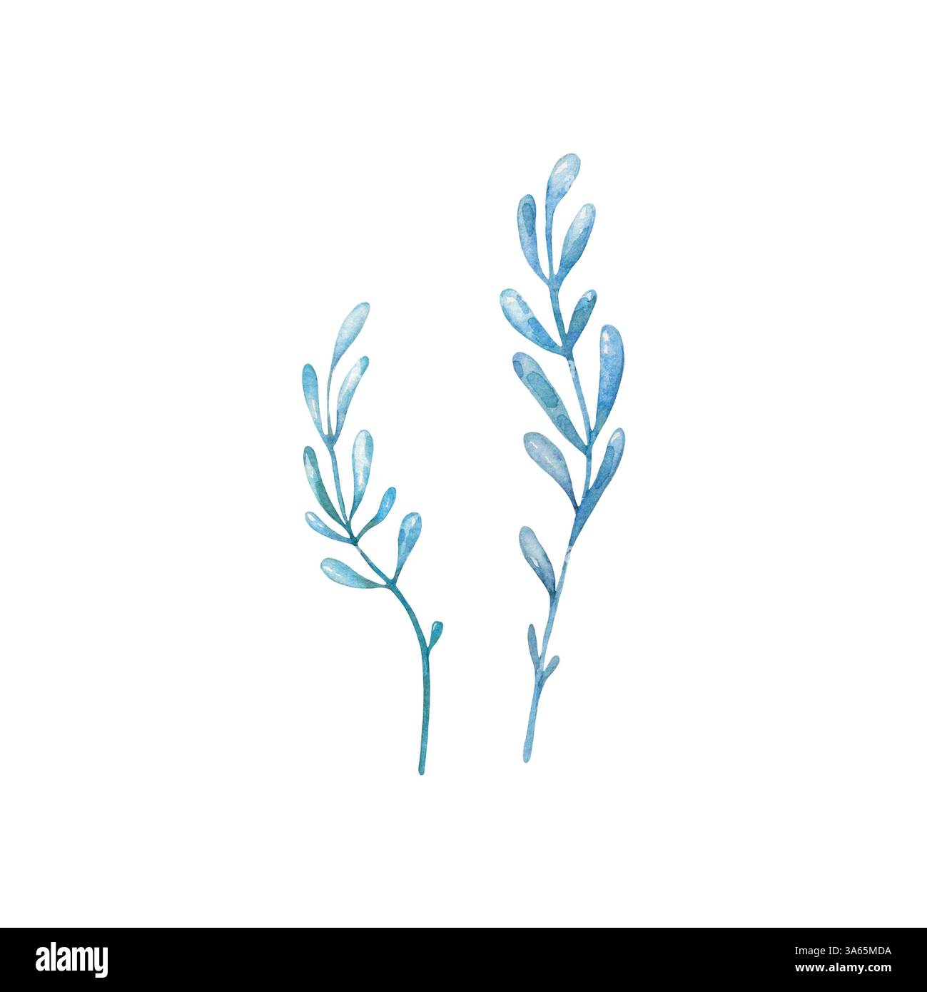 Seaweed watercolor illustrations in blue and green colors. Hand drawn ...