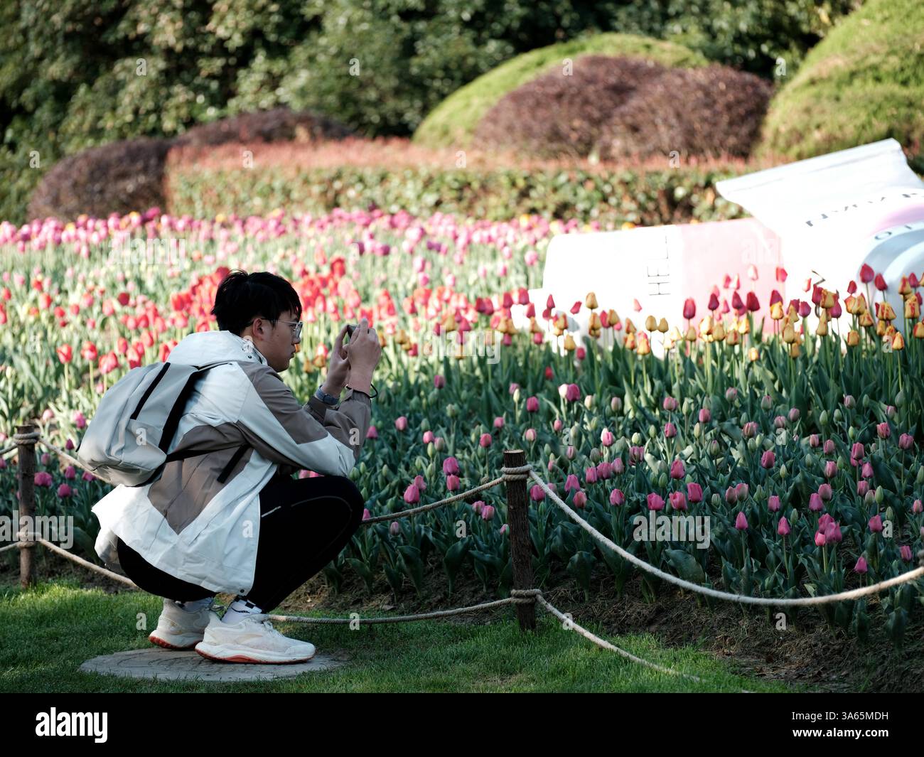 Tulip flowers bloom in Nantong City, east China's Jiangsu Province, 22 ...