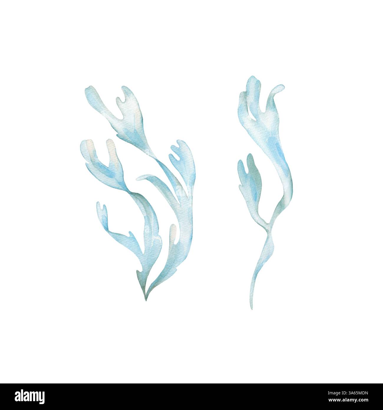 Seaweed watercolor illustrations in blue and green colors. Hand drawn ...