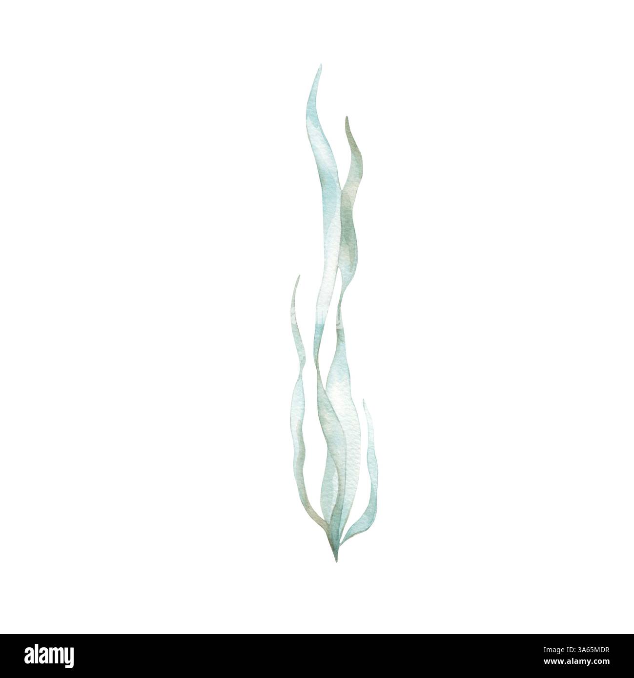 Seaweed watercolor illustrations in blue and green colors. Hand drawn ...