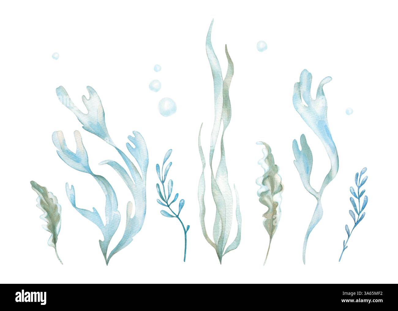 Seaweed set of watercolor illustrations in blue and green colors ...