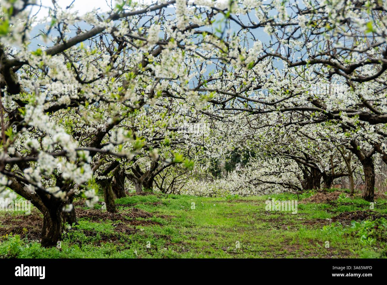 Peach blossoms in orchard hi-res stock photography and images - Alamy