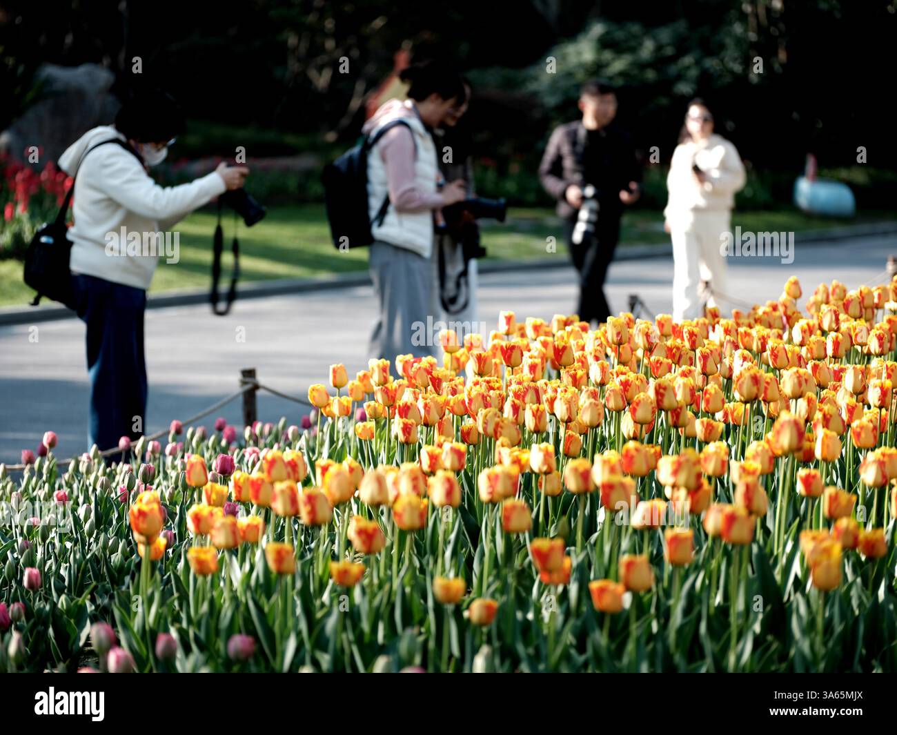 Tulip flowers bloom in Nantong City, east China's Jiangsu Province, 22 ...