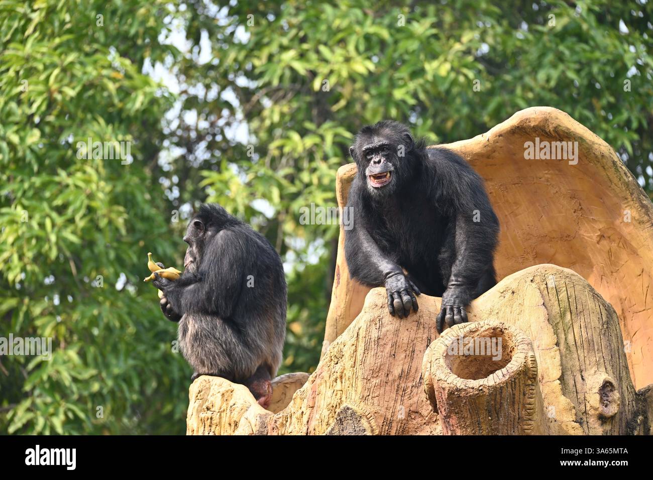 NANNING, CHINA - MARCH 25, 2025 - Chimpanzee "Sammy", an Internet ...