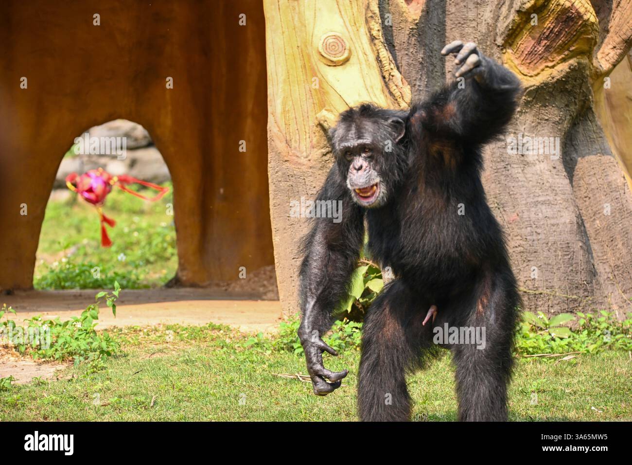 NANNING, CHINA - MARCH 25, 2025 - Chimpanzee "Sammy", an Internet ...