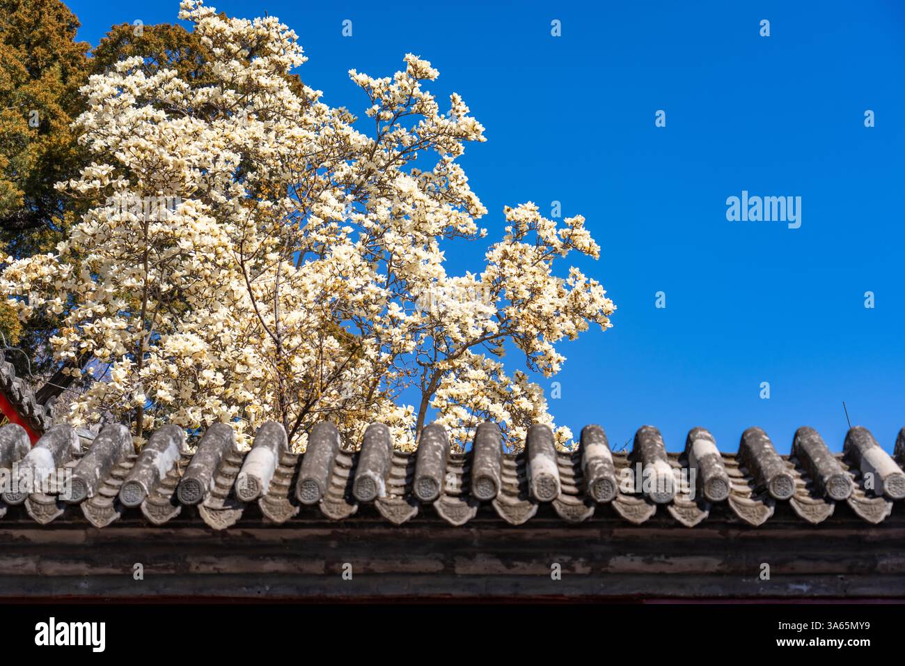 Magnolia flowers are in full bloom at Wanshou Temple in Beijing, China ...
