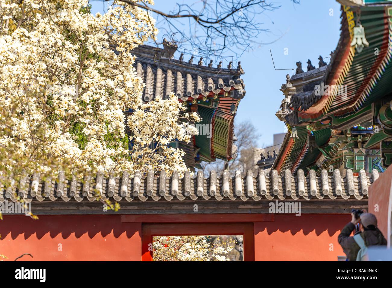 Magnolia flowers are in full bloom at Wanshou Temple in Beijing, China ...