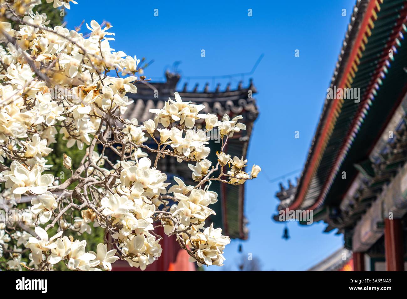 Magnolia flowers are in full bloom at Wanshou Temple in Beijing, China ...