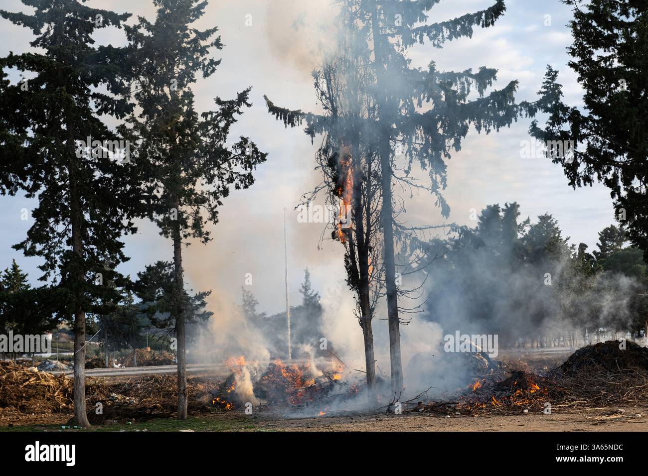 Cypress tree burned in hi-res stock photography and images - Alamy