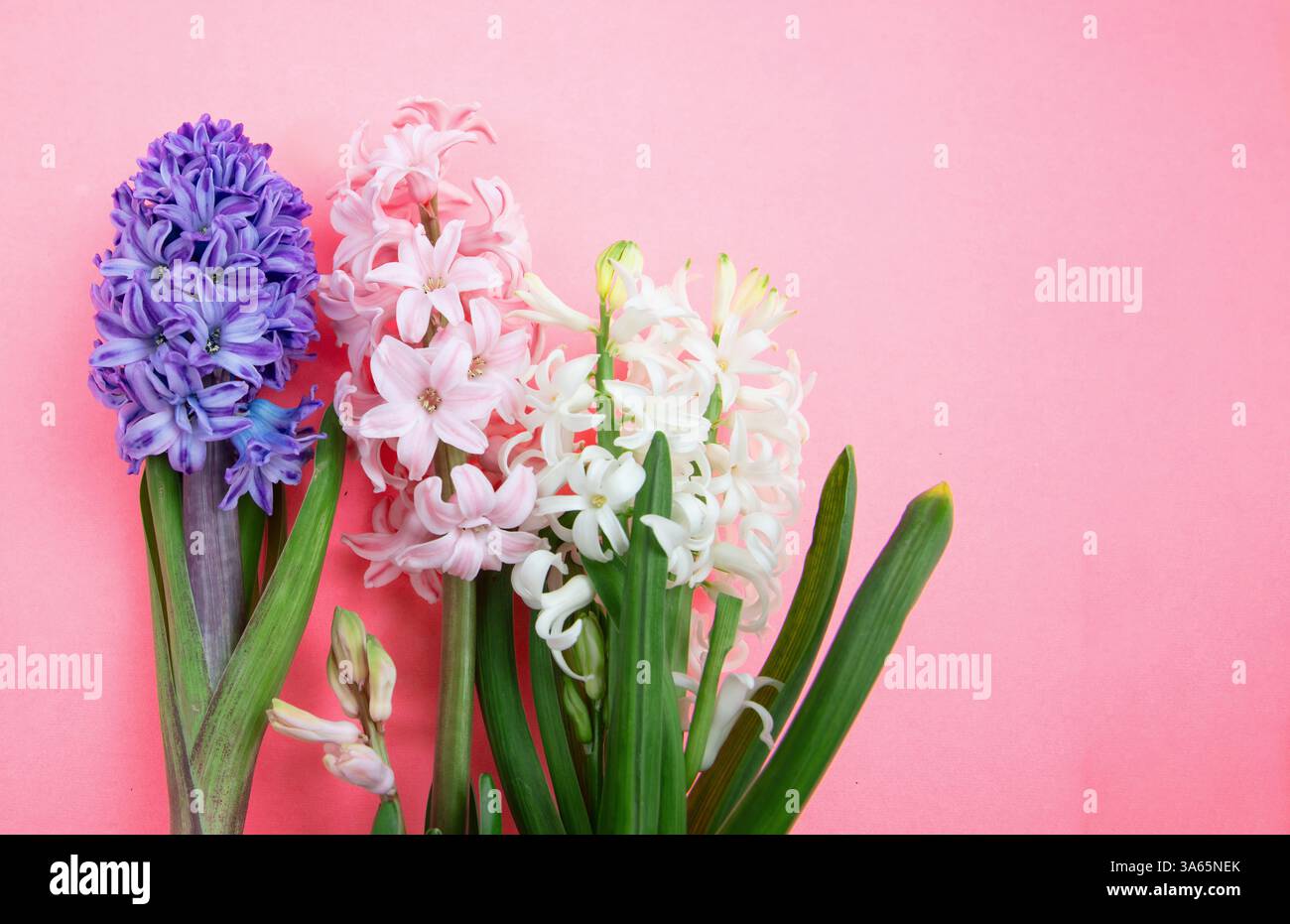 Mothers day card template. Fresh Hyacinths, Spring flowers on pink ...
